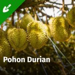 Pupuk Super 88: Pupuk Hemat Hasil Meningkat - Pupuk Super88